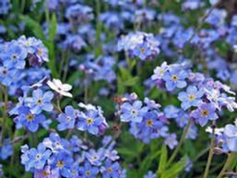 Forget-me-not (blue) (perennial) #83 - Etsy