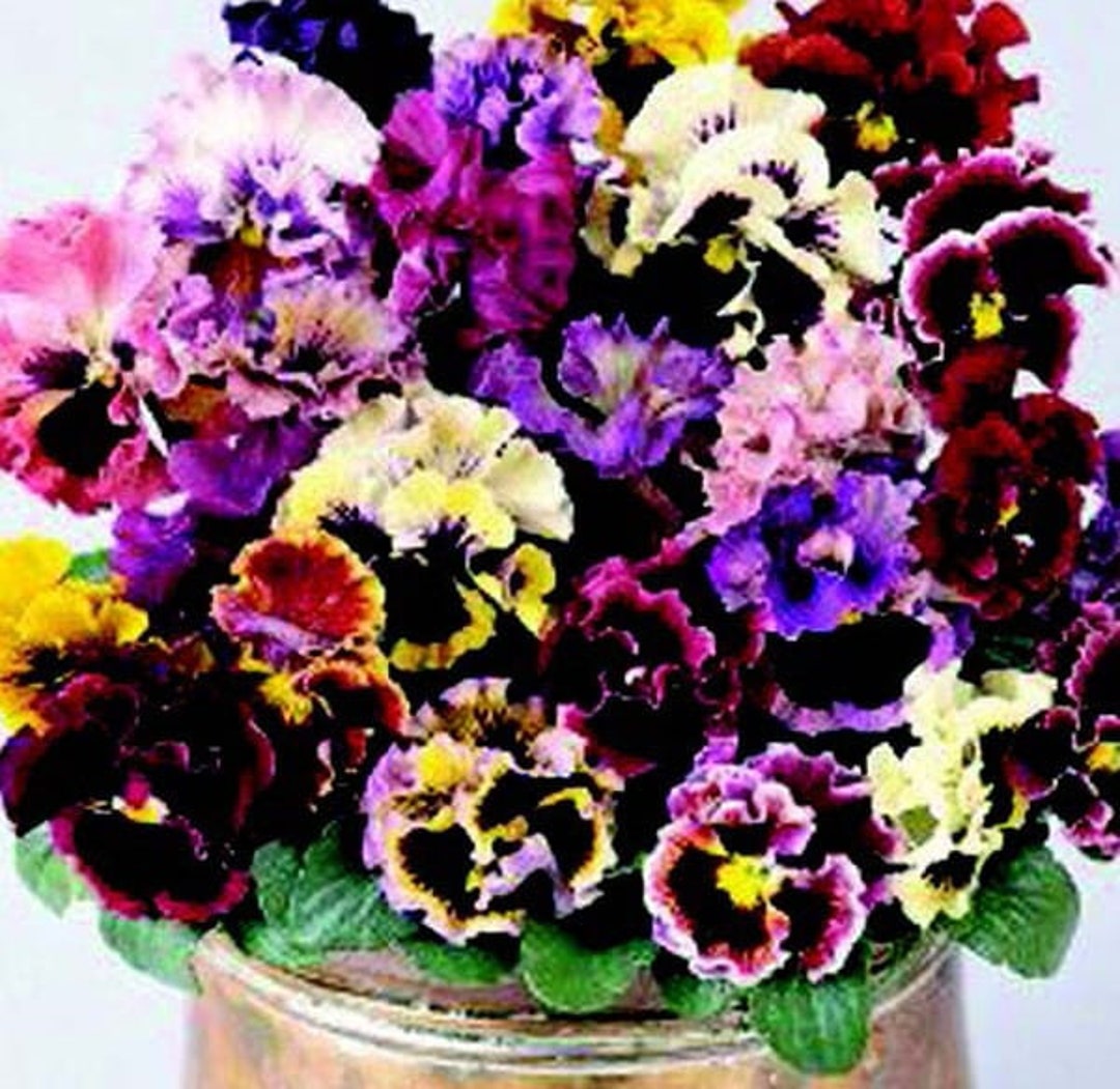 Pansy Ruffled Feather Mix 347 - Etsy
