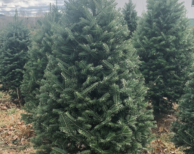Real Christmas Trees Delivered 4 Foot Premium Balsam Fir Christmas Tree ...
