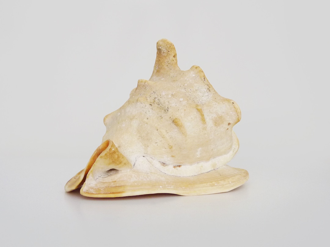 Vintage Caribbean Conch Shell, Beach Decor - Etsy
