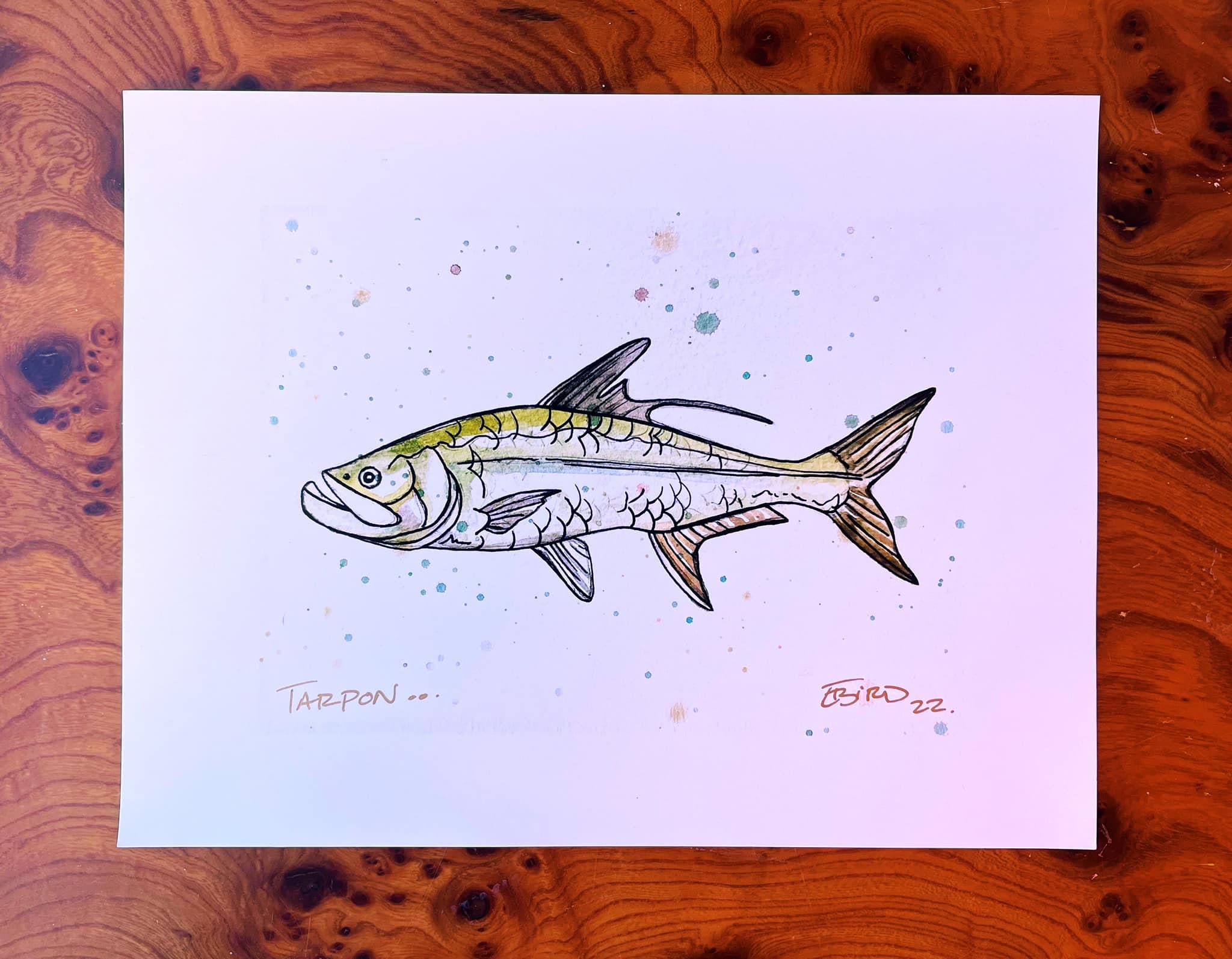 Tarpon Drawing, Tarpon Fish, Florida Fish, Florida Tarpon, Coastal ...