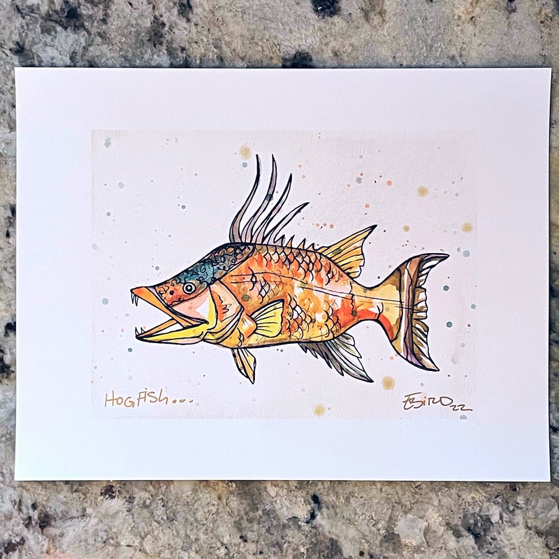 Hogfish - Etsy