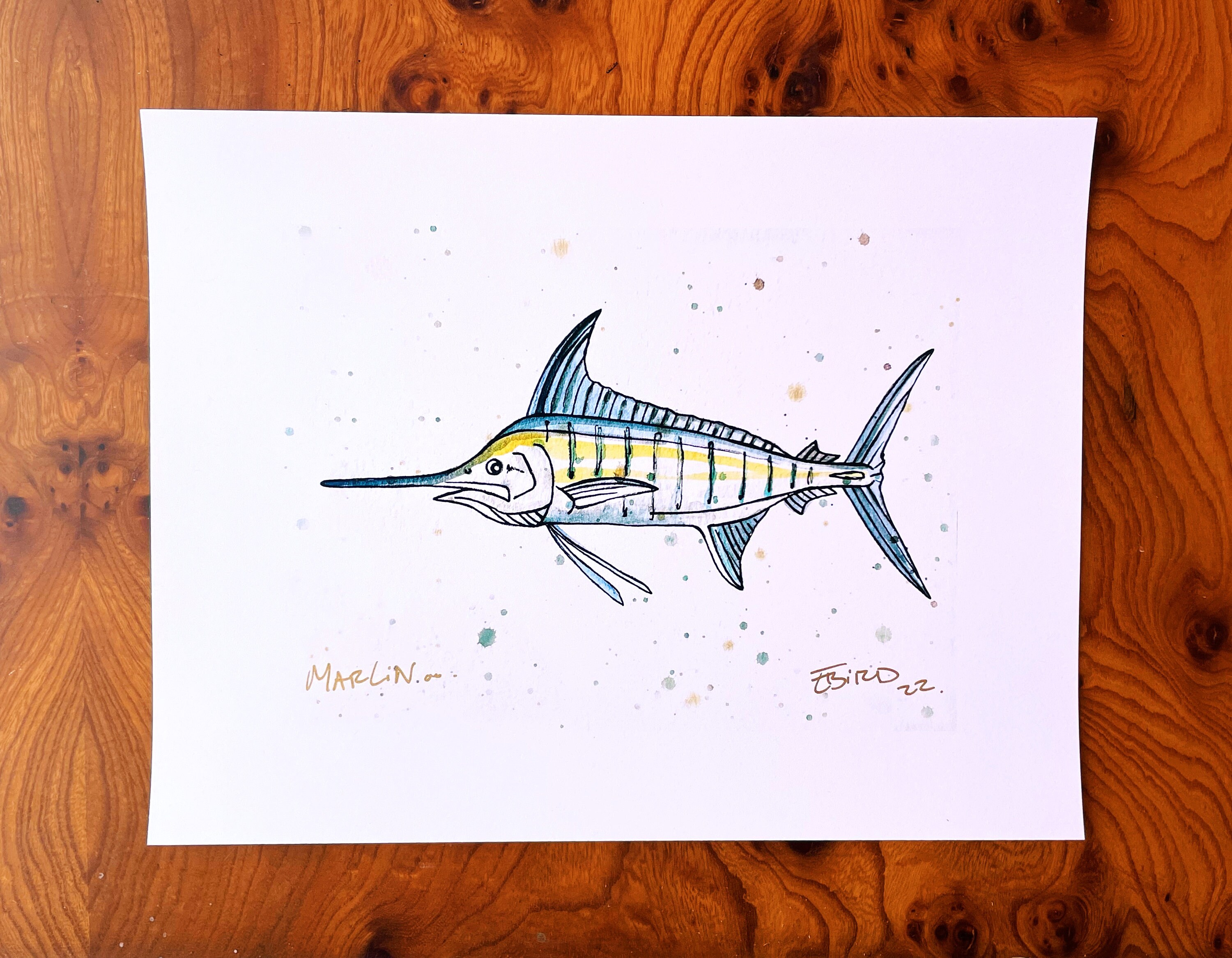 Marlin Fish Drawings