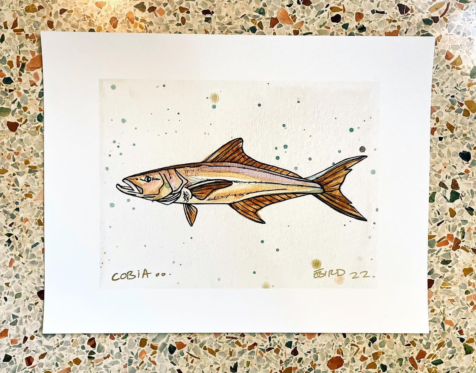 Cobia, Cobia Fish, Cobia Drawing, Fish Drawing, Florida Drawing ...