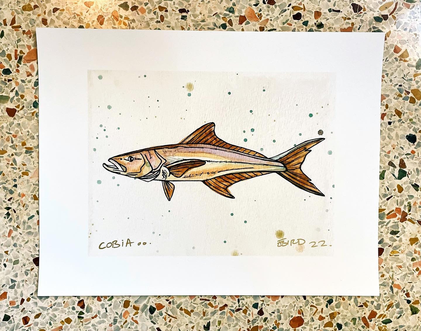 Cobia, Cobia Fish, Cobia Drawing, Fish Drawing, Florida Drawing ...