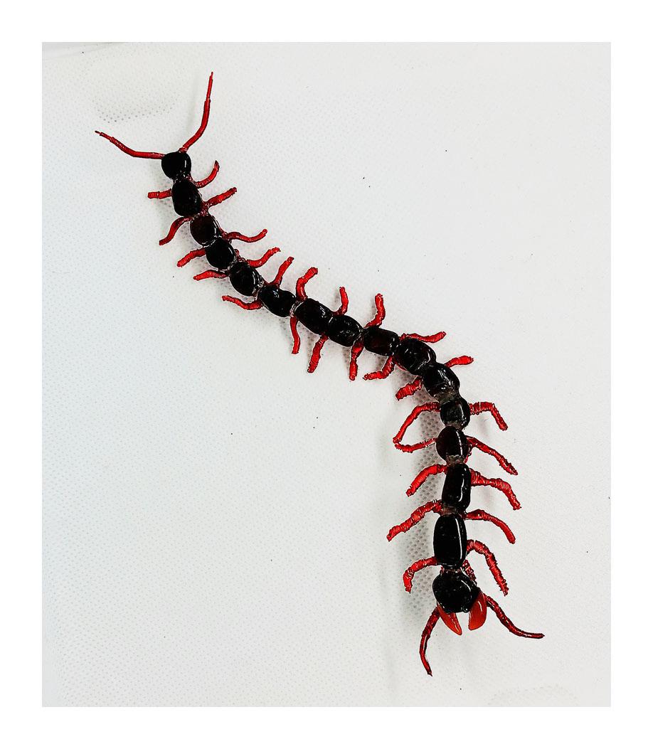 Giant Red Centipede Model - Etsy