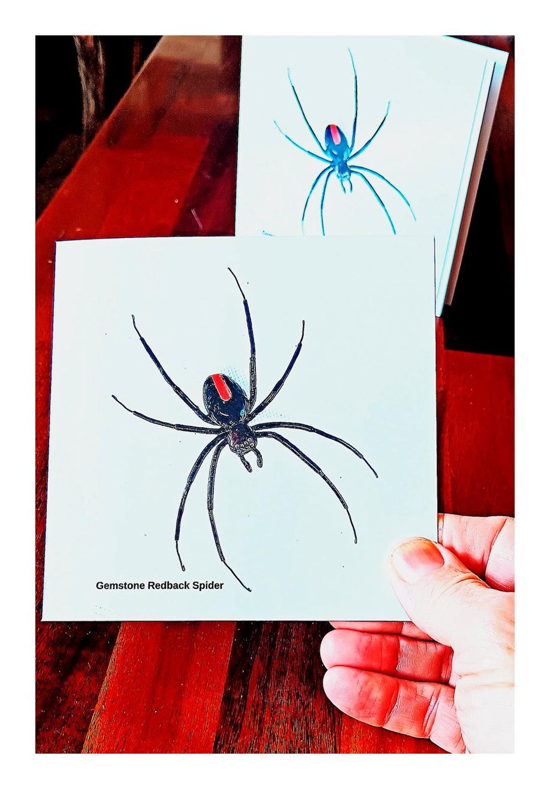 Set of 5 - Redback Spider Greeting Cards - Etsy