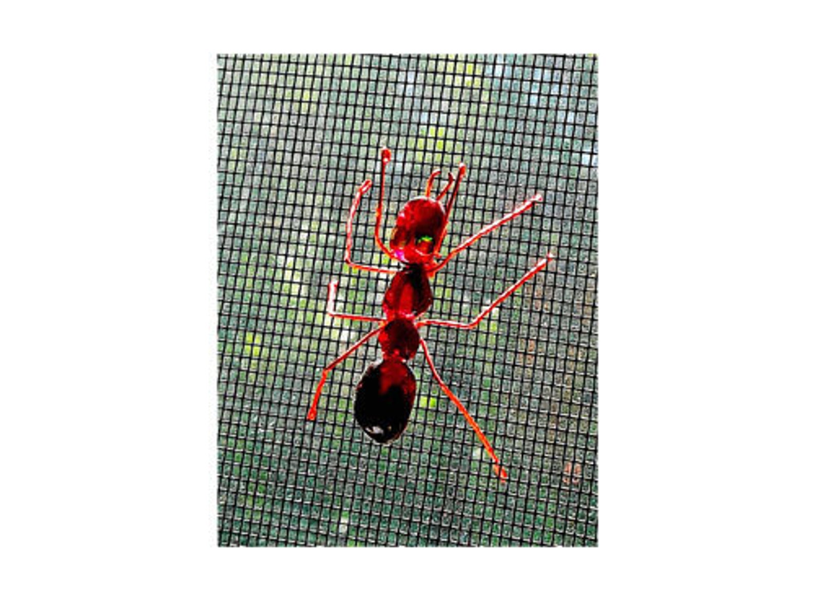 Red/pink Garnet Ant Models - Etsy