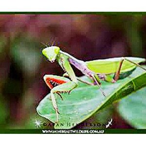 Giant Australian Gemstone Praying Mantis Model - Etsy