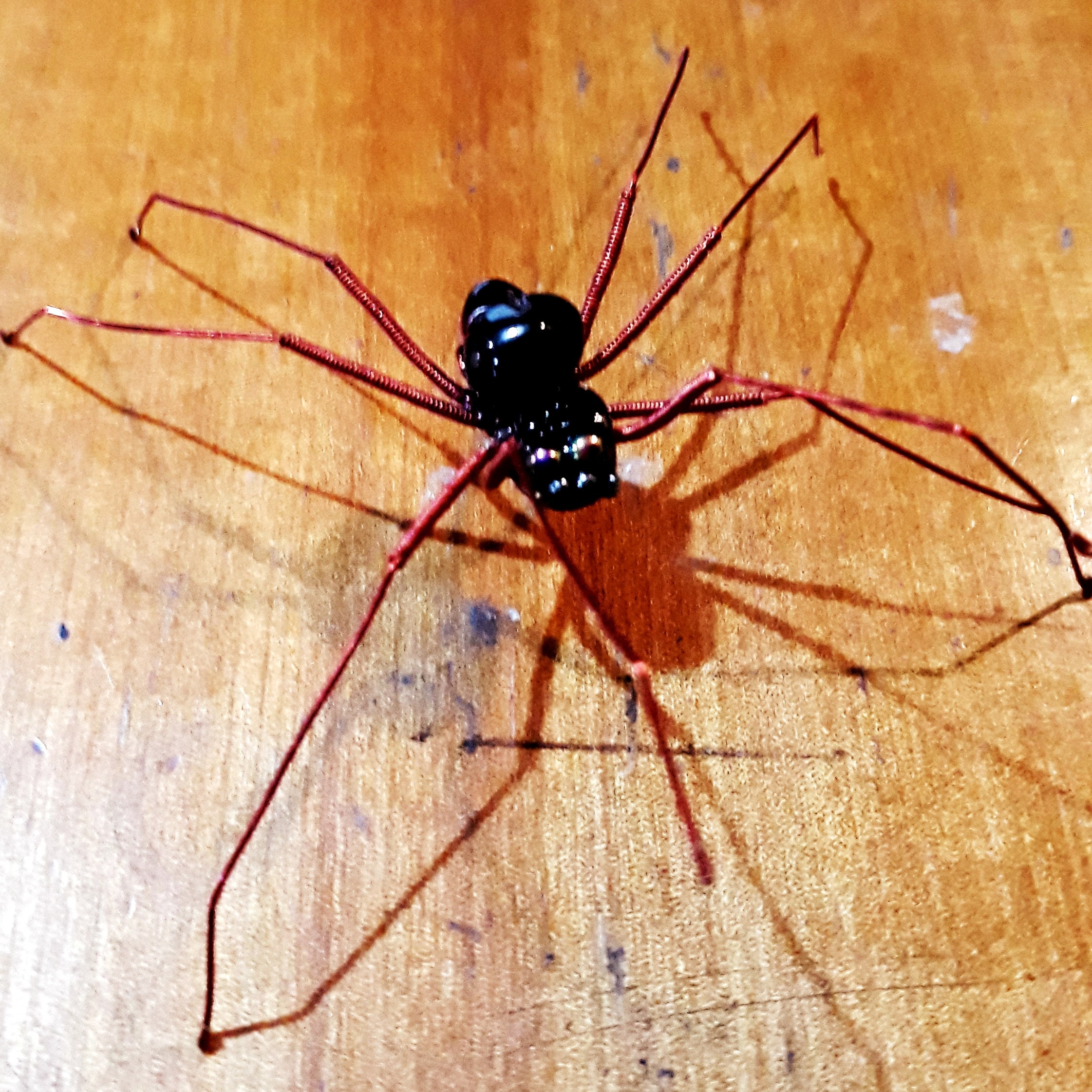 Daddy Long Legs Spider Clump