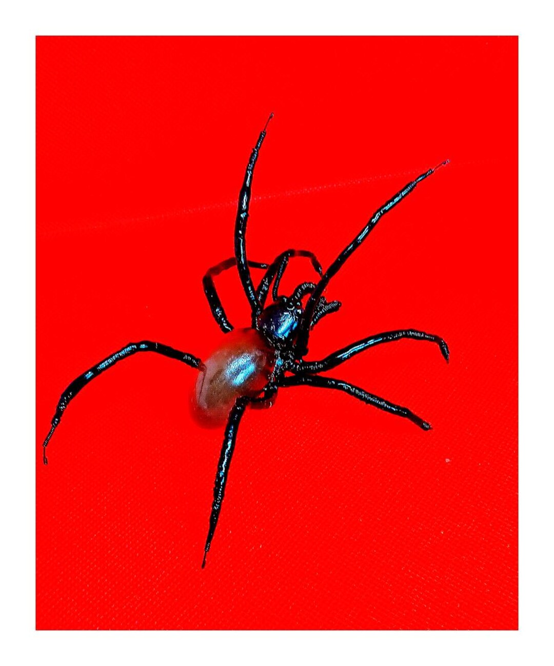 Rearing Funnel Web Spider Model - Etsy
