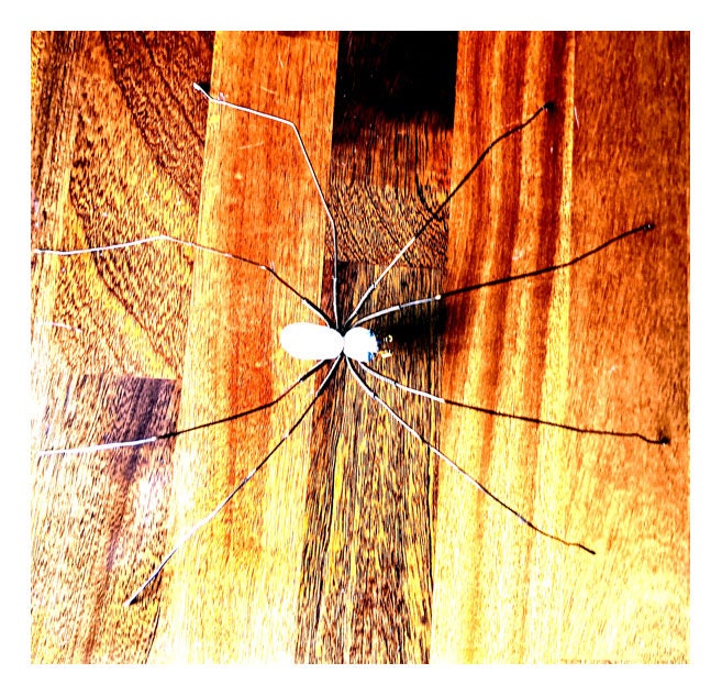 Massive Daddy Long Legs Spider - Etsy