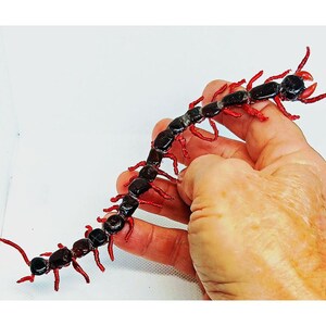 Giant Red Centipede Model - Etsy