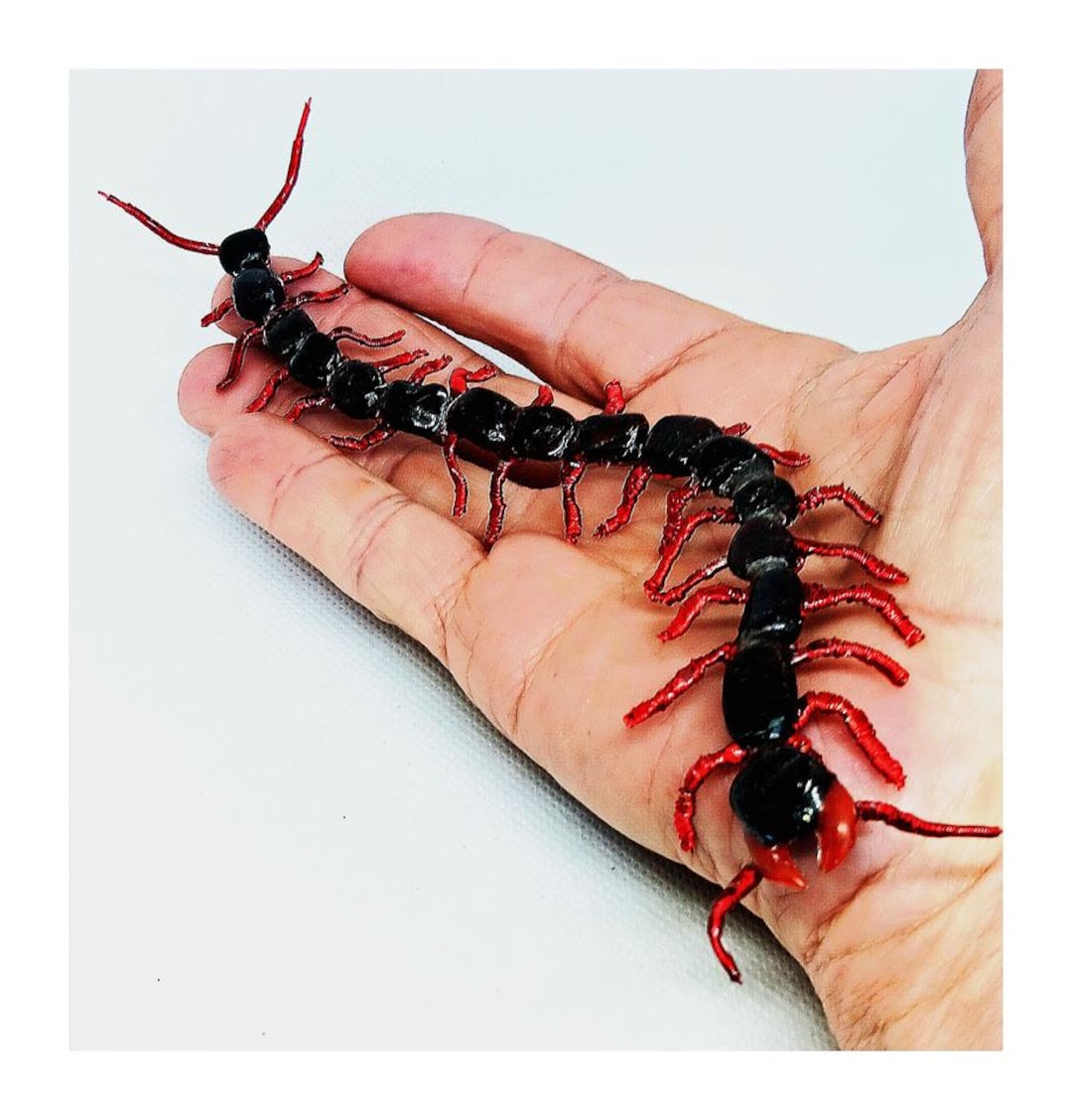 Giant Red Centipede Model - Etsy