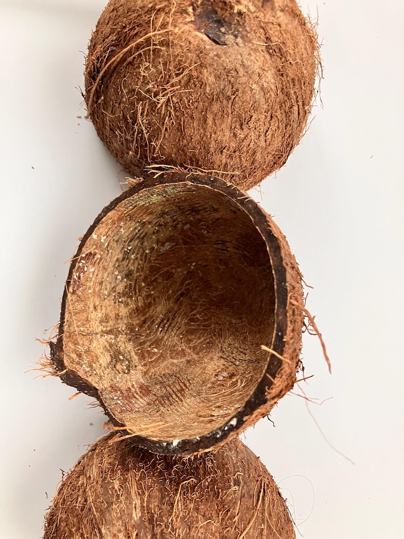 Coconut Shell Half ,natural With Fiber, for Handicrafts ,tropical Decoration Coconut Shell Half ...
