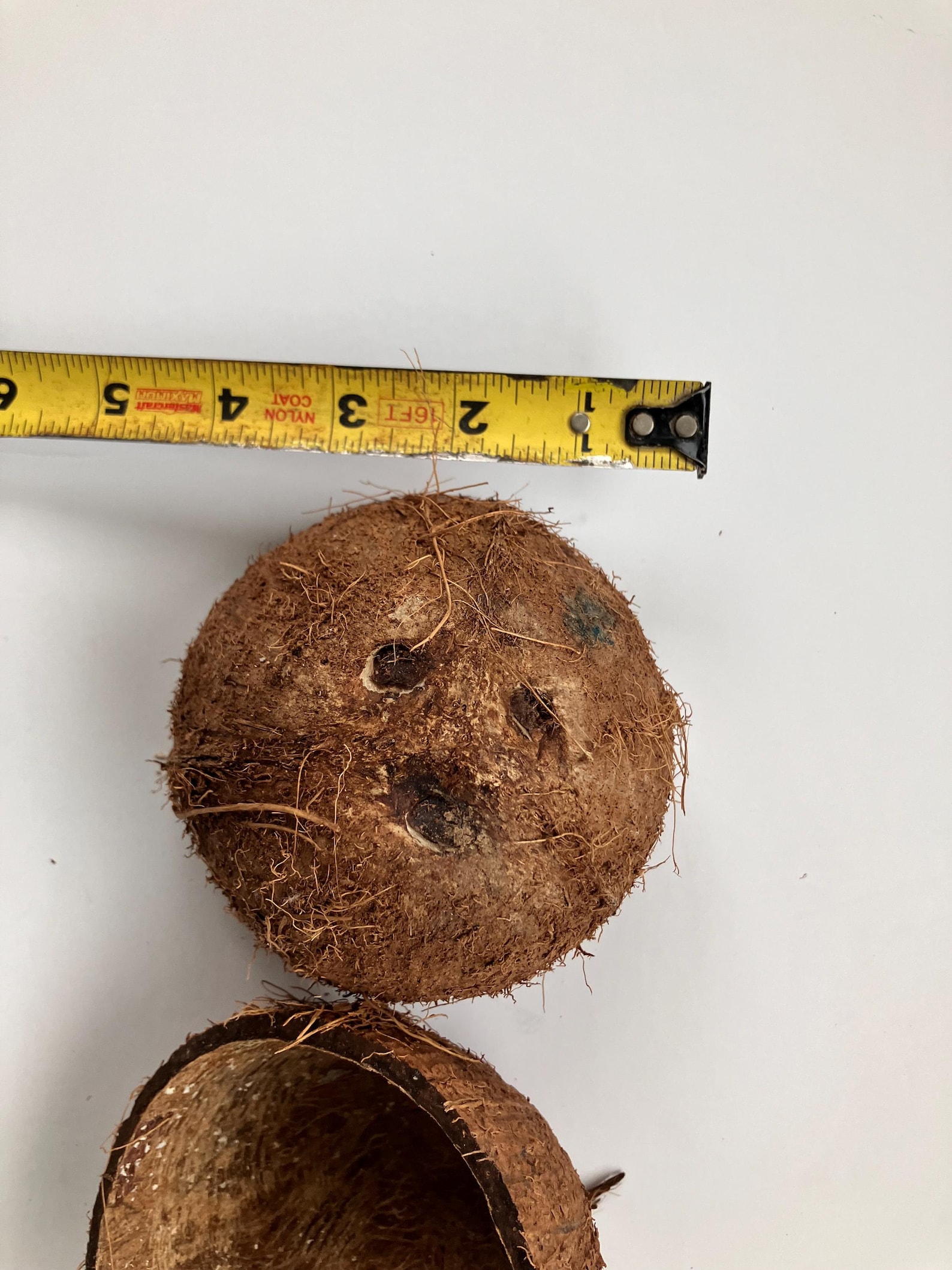 Coconut Shell Half ,natural With Fiber, for Handicrafts ,tropical ...