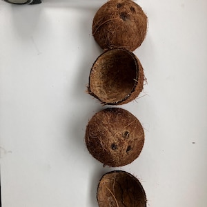 Coconut Shell Half ,natural With Fiber, for Handicrafts ,tropical ...