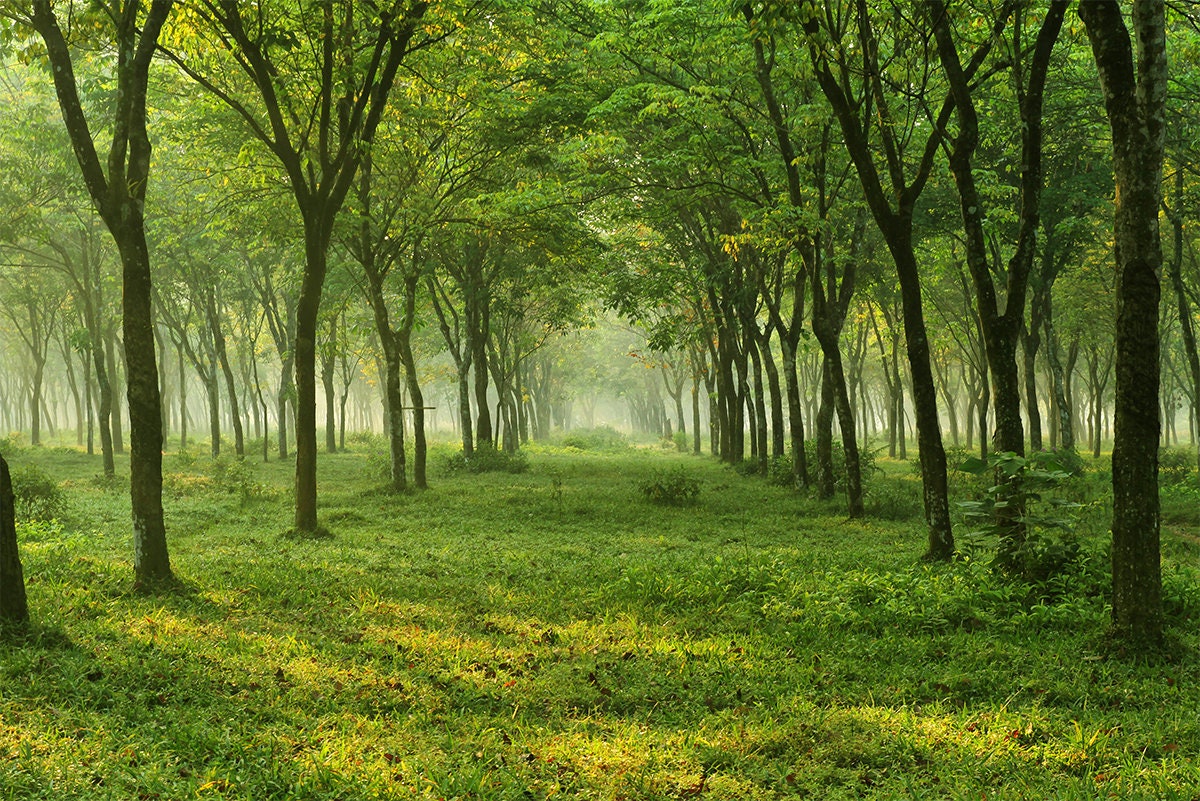 Morning Mist WALL MURAL Forest Wall Covering Spring Forest | Etsy