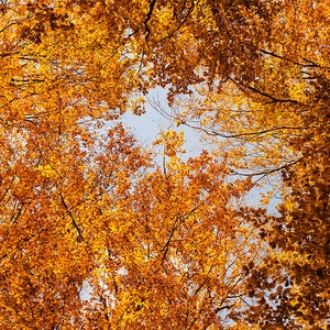 Autumn Treetop WALL MURAL, Autumn Forest Wallpaper Mural, Large Wall ...