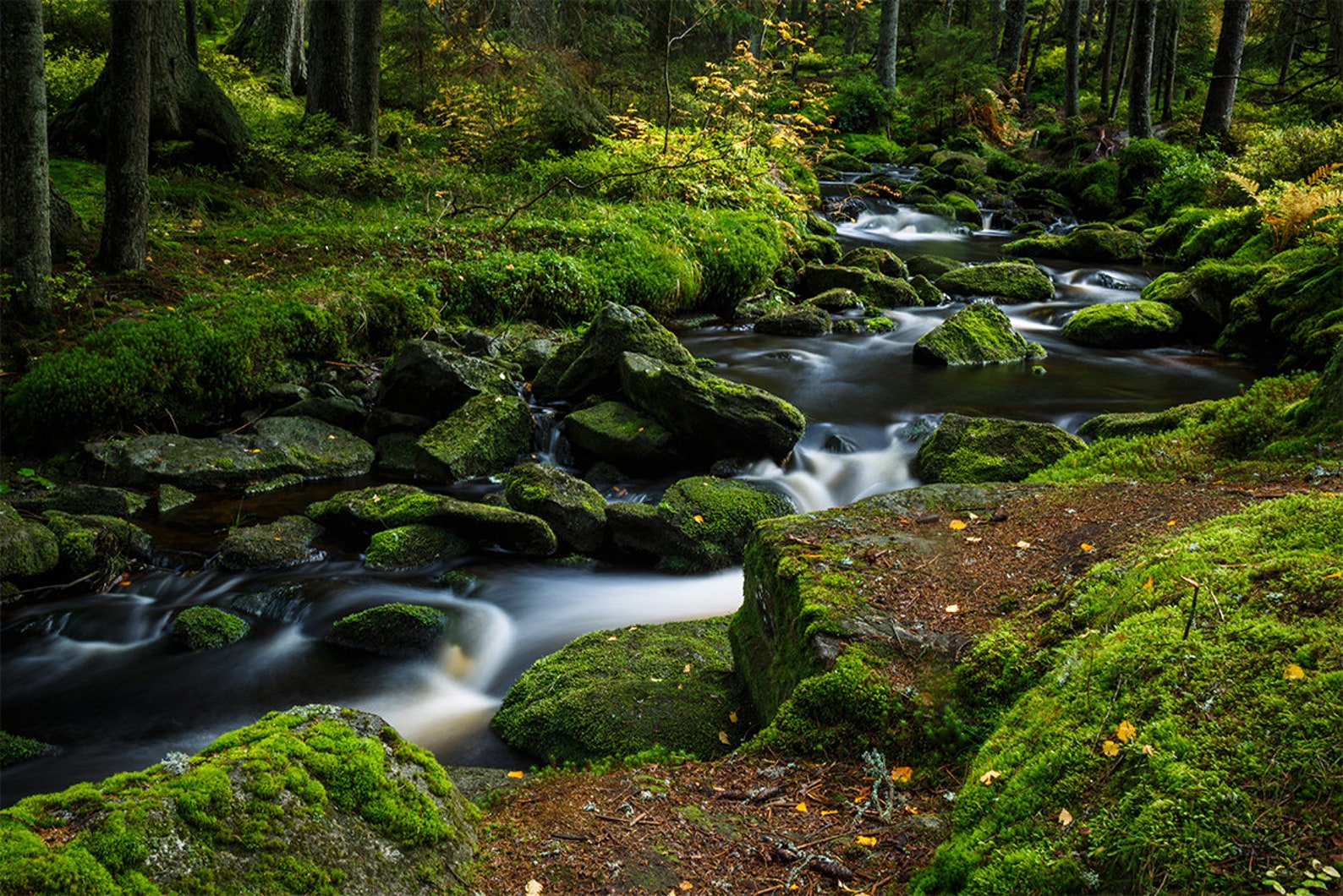 Forest Stream MURAL Green Forest Wallpaper Forest Brook Wall - Etsy
