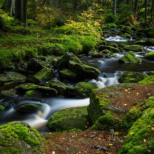 Forest Stream MURAL, Green Forest Wallpaper, Forest Brook Wall Mural ...
