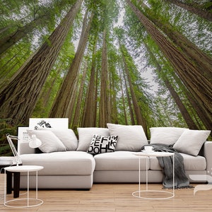Sequoia Forest MURAL, Giant Trees Wallpaper, Redwood Wall Mural, Large ...
