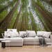 Sequoia Forest MURAL, Giant Trees Wallpaper, Redwood Wall Mural, Large ...
