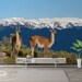 Chile Landscape MURAL Andes Wallpaper Vicugna Wall Mural - Etsy