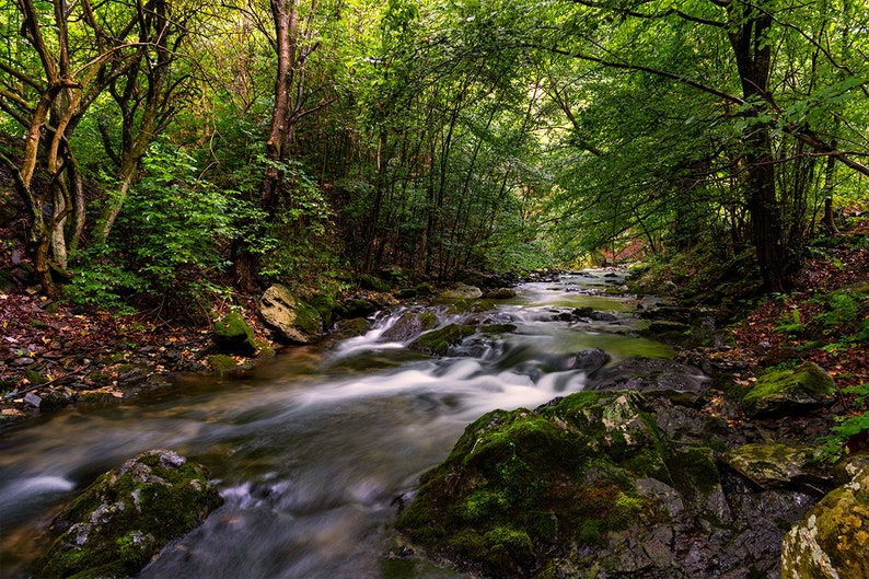 Forest Brook WALL MURAL Green Forest Wallpaper Forest River | Etsy