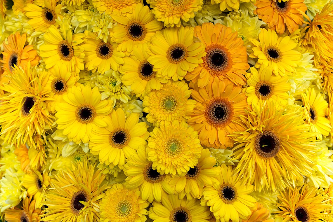 Yellow Flowers WALL MURAL Sun Flowers Wallpaper Mural Large - Etsy