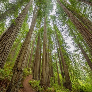 Sequoia Forest MURAL, Giant Trees Wallpaper, Redwood Wall Mural, Large ...