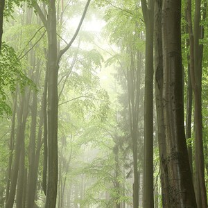 Forest Path STAIR RISER DECALS, Stair Riser Vinyl Strips, 3D Staircase ...