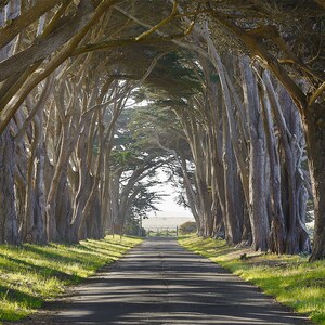 Tree Tunnel WALL MURAL, Coastal Road Wall Covering, Green Road Trees ...