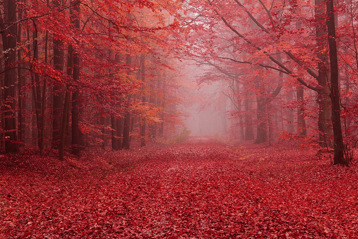 Red Forest WALL MURAL Autumn Wallpaper Large Wall Mural - Etsy