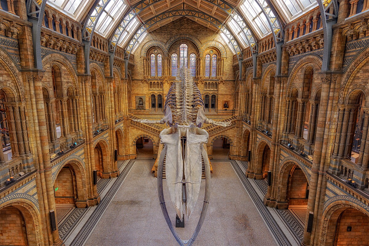 London Museum WALL MURAL Ntural History Museum Wallpaper - Etsy UK