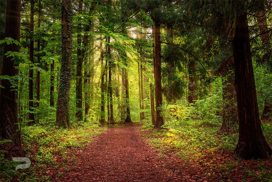 Forest Sunrays WALL MURAL Forest Morning Wallpaper Mountain | Etsy