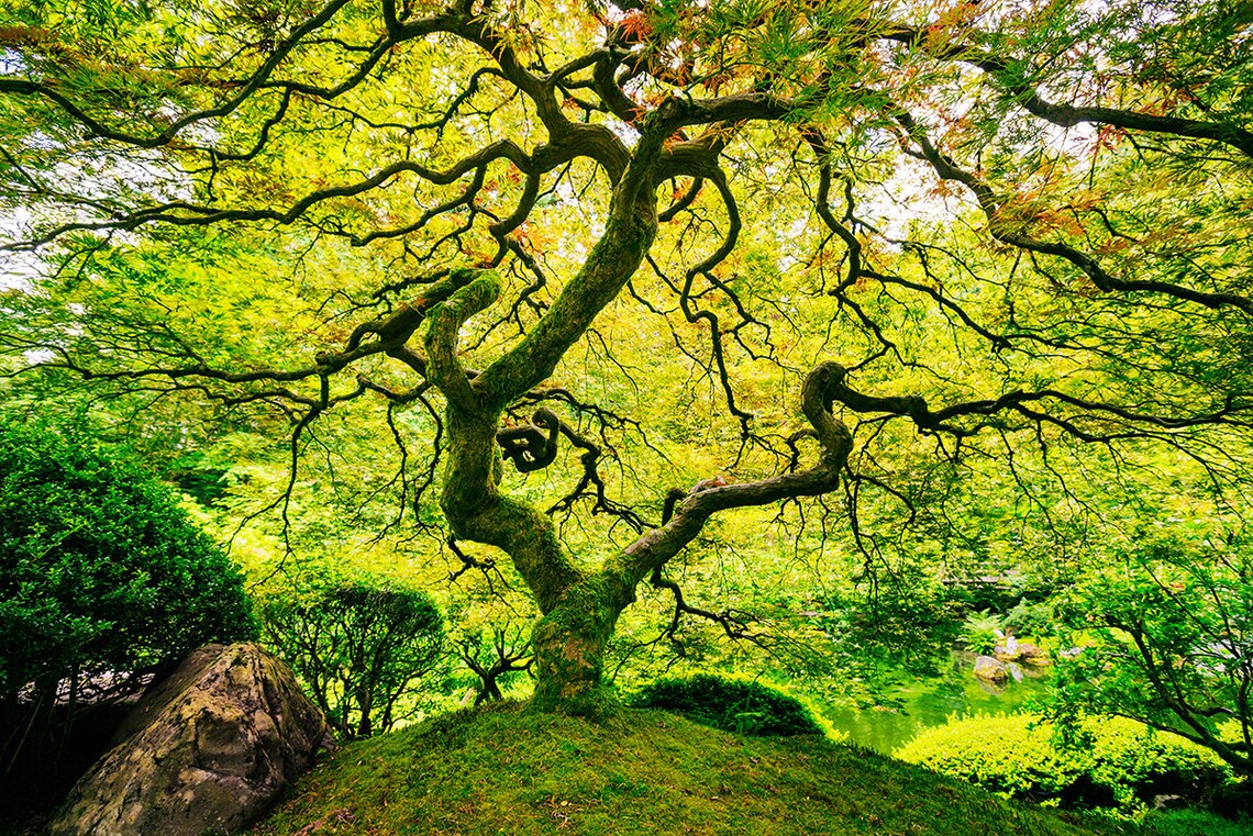 The Curvy Tree WALL MURAL Autumn Tree Wallpaper Large Wall - Etsy