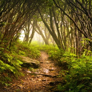 Magical Forest WALL MURAL, Green Forest Wallpaper, Large Wall Mural ...