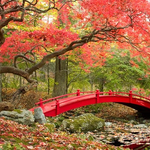 The Red Tree WALL MURAL, Autumn Tree Wallpaper, Large Wall Mural, Self ...