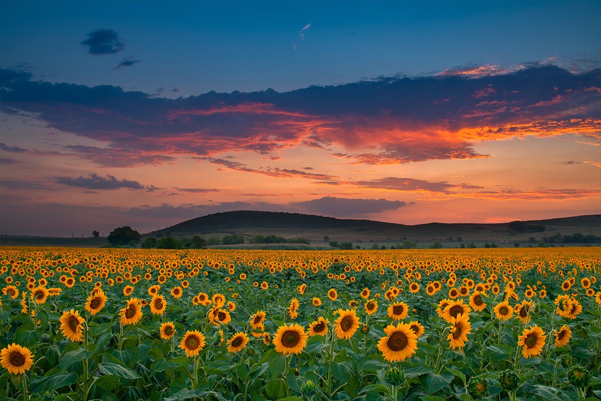 Sunflower Sunset WALL MURAL Sunflowers Wallpaper Mural Large - Etsy