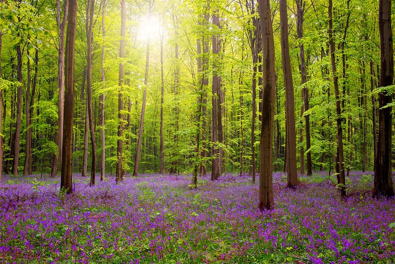 Bluebell Forest Sunrise WALL MURAL Spring Forest Wallpaper | Etsy
