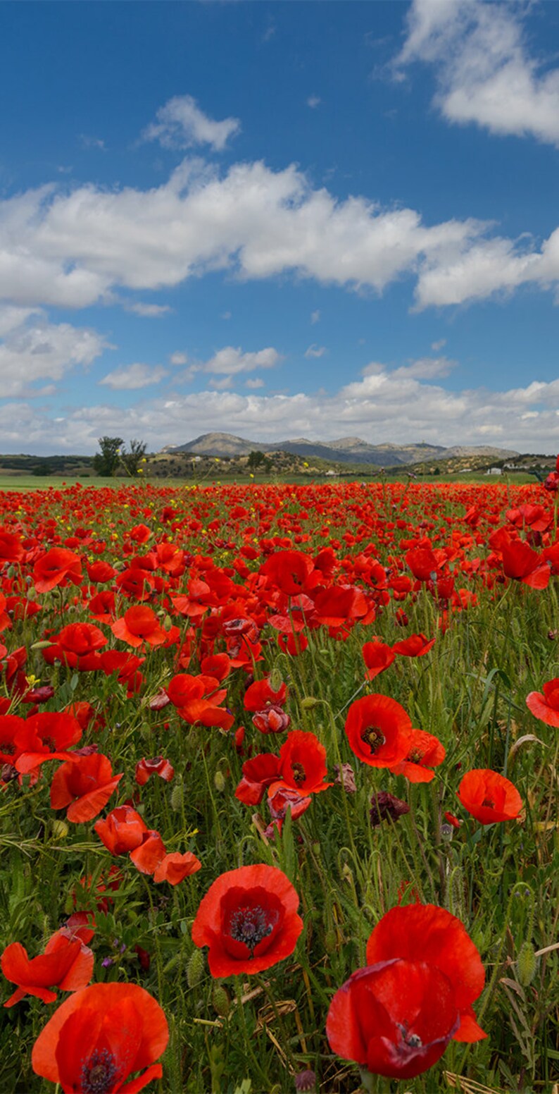 Red Poppies STAIR RISER DECALS Stair Riser Vinyl Strips - Etsy