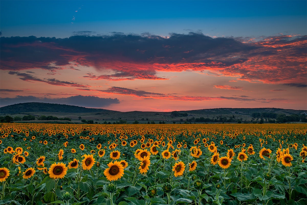 Sunflower Sunset WALL MURAL Sunflower Field Wallpaper Mural - Etsy