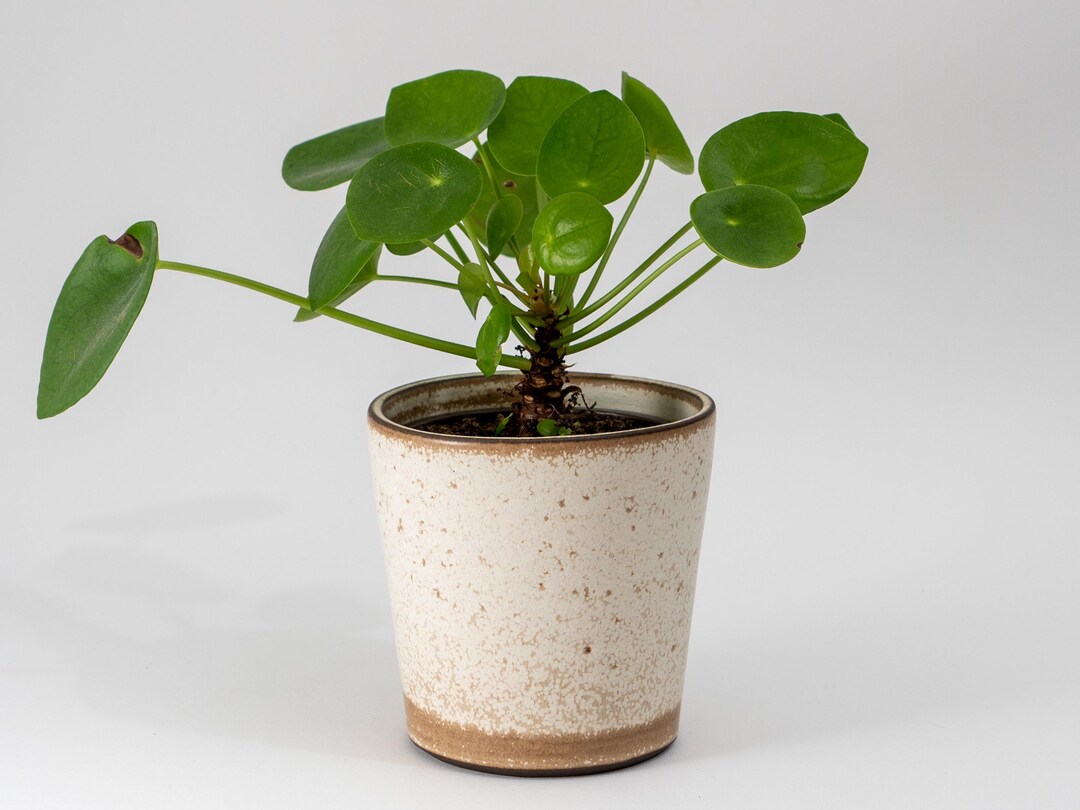 Small / Medium Size Cream and Brown Colored Planter for Houseplants - Etsy