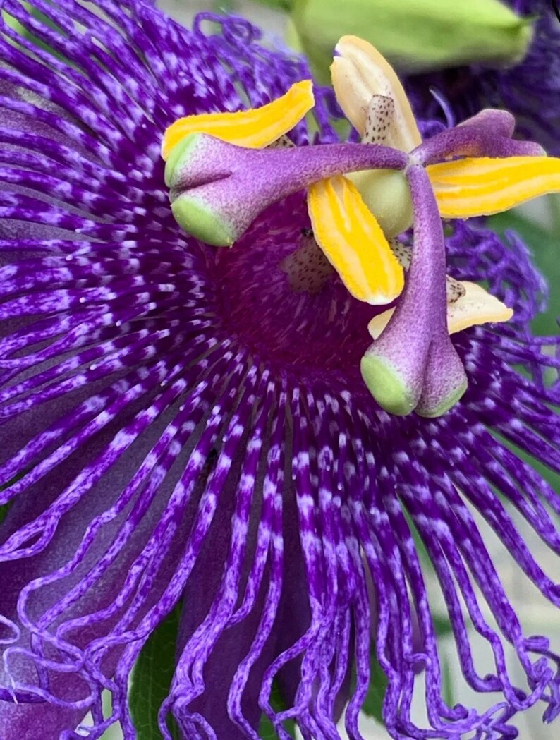 35 Passion Fruit Flower SEED Mix Passiflora Lilikoi Edible Vines Easy ...