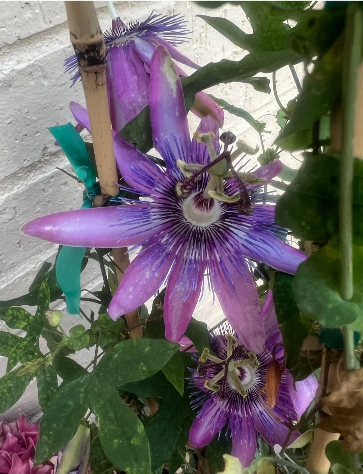 35 Passion Fruit Flower SEED Mix Passiflora Lilikoi Edible Vines Easy ...