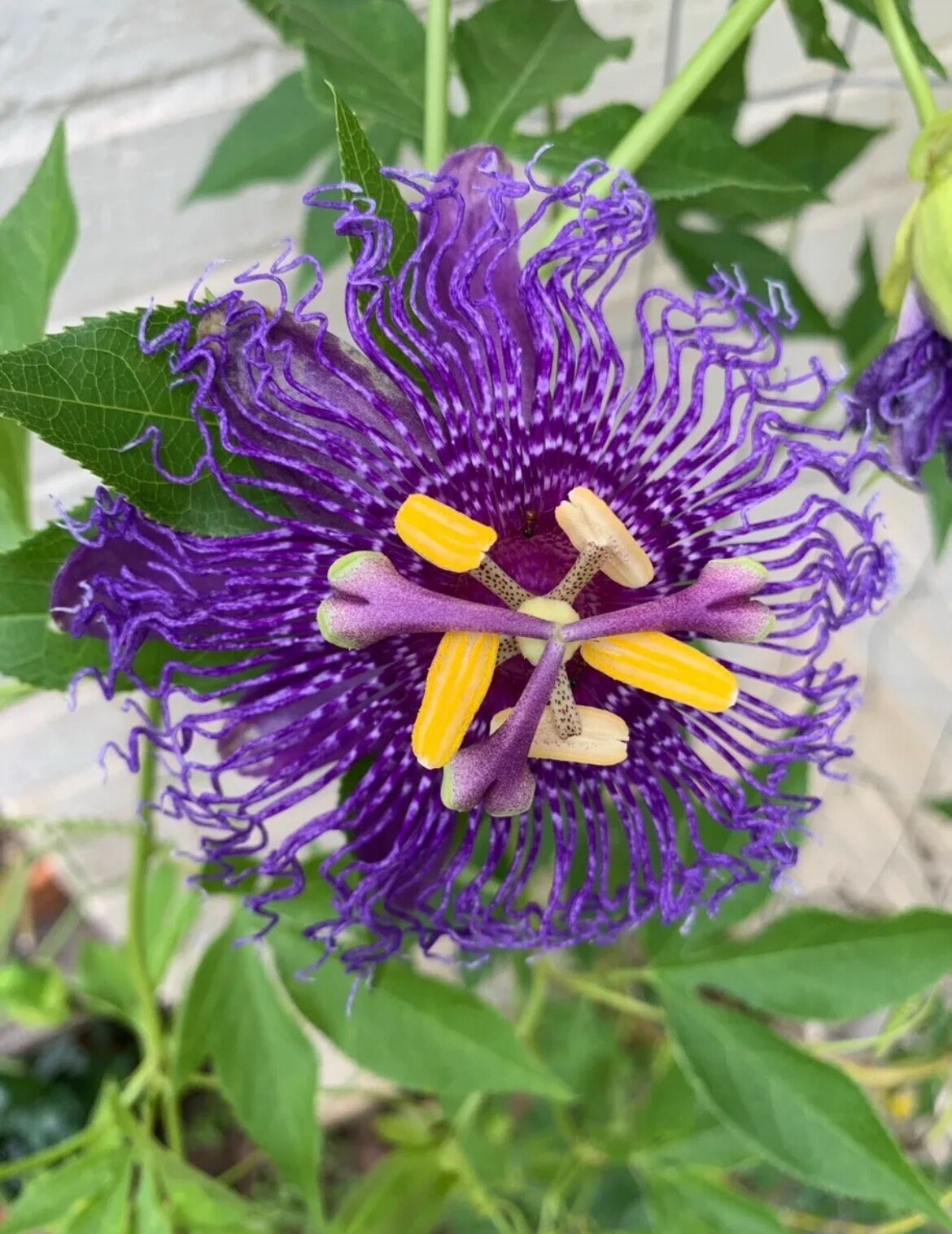 35 Passion Fruit Flower SEED Mix Passiflora Lilikoi Edible Vines Easy ...