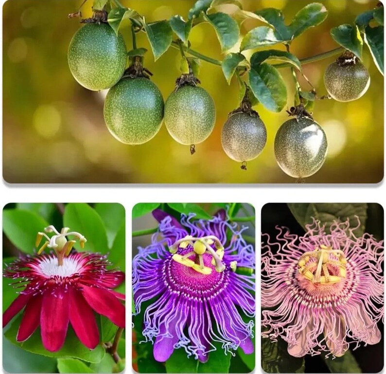 35 Passion Fruit Flower SEED Mix Passiflora Lilikoi Edible Vines Easy ...