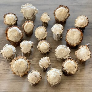 NEW Natural Shed Real Deer Antler Knobs / Pulls Cabinet Dresser ...