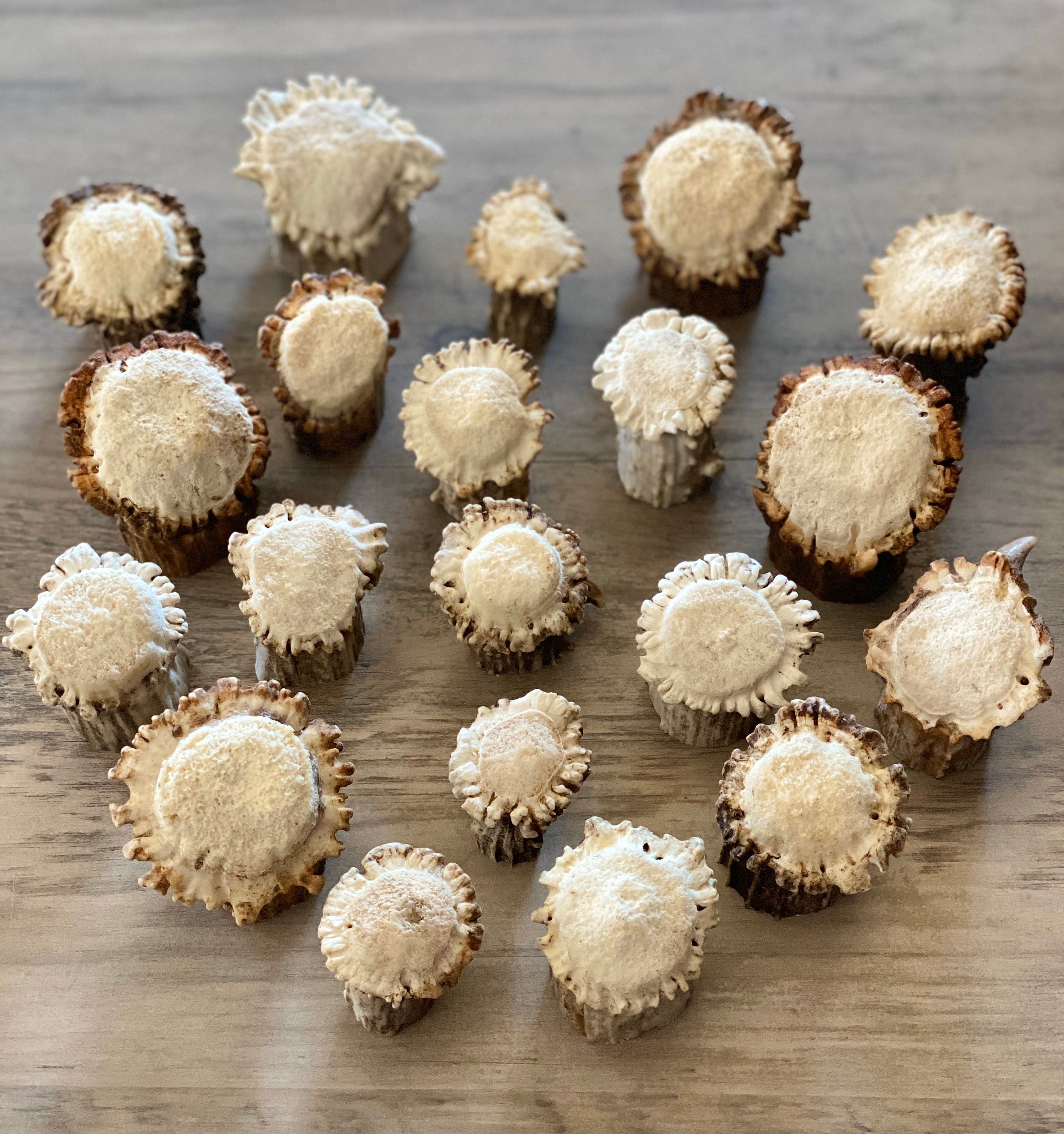 NEW Natural Shed Real Deer Antler Knobs / Pulls Cabinet Dresser ...
